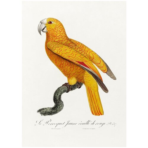Постер / Плакат / Картина Желтый попугай 90х120 см в подарочном тубусе