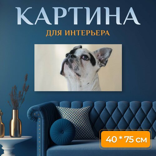 Картина на холсте "Собака, французский бульдог, животное" на подрамнике 75х40 см. для интерьера