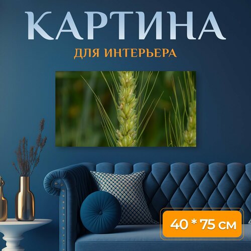 Картина на холсте "Пшеница, колосья пшеницы, грин" на подрамнике 75х40 см. для интерьера