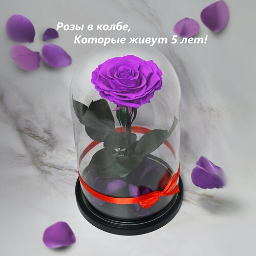 Vip роза в колбе, 30х15х11см, фиолетовая, RozavColbe