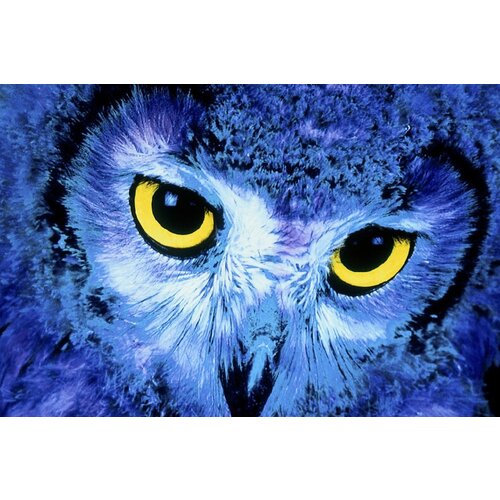 Синяя сова, животные картина постер 20 на 30 см, шнур-подвес в подарок