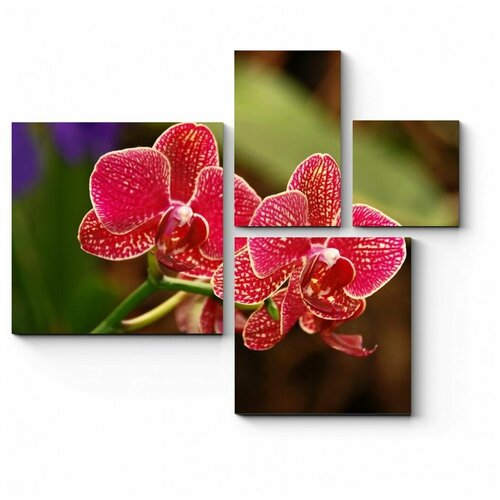 Модульная картина Невероятно красивая тропическая орхидея 82x68