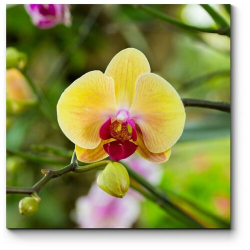 Модульная картина Тропическая орхидея, цветущая в летнем саду 100x100