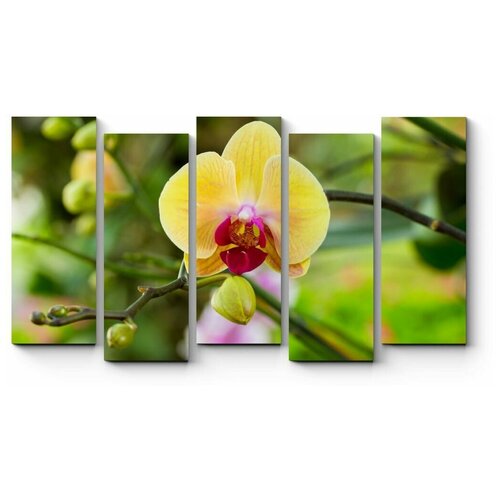 Модульная картина Тропическая орхидея, цветущая в летнем саду 90x52