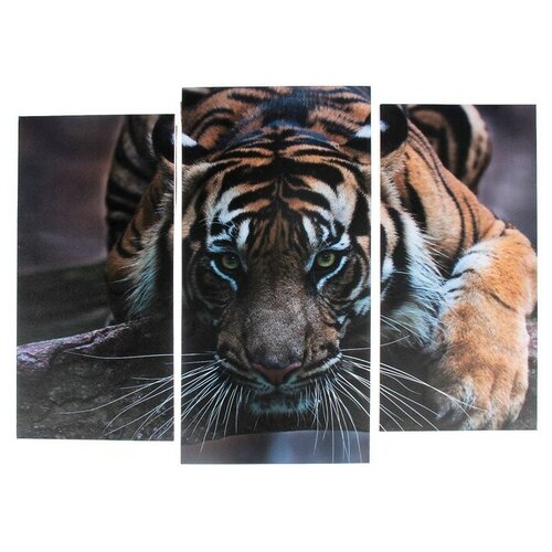 Romanoff Модульная картина "Тигровый взгляд" (2-25х52; 1-30х60) 60х80 см