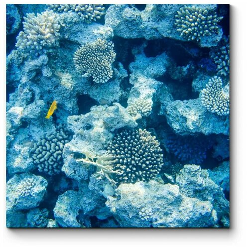 Модульная картина Коралловые рифы 30x30