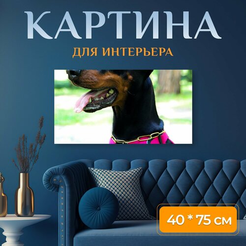 Картина на холсте "Доберман, собака, довольно" на подрамнике 75х40 см. для интерьера