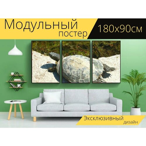 Модульный постер "Черепаха, воды черепаха, черепахи" 180 x 90 см. для интерьера
