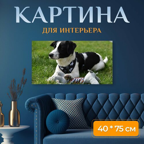 Картина на холсте "Собака, молодой, луг" на подрамнике 75х40 см. для интерьера