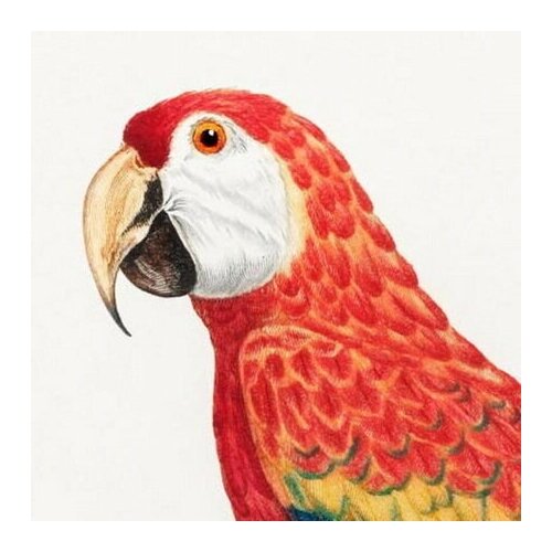 Плакат, постер на холсте Красный ара. Птица семейства попугаевых. Размер 30 х 42 см