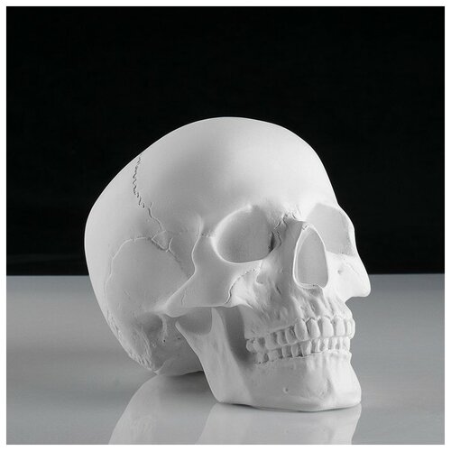 Гипсовая фигура череп анатомический, 14.5 х 22 х 16,5 см