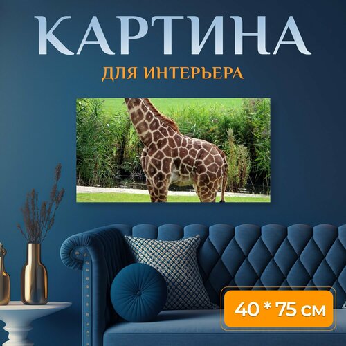 Картина на холсте "Жирафа, животное, зоопарк" на подрамнике 75х40 см. для интерьера