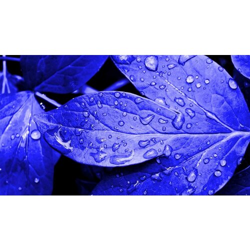 Картина на холсте 60x110 Альянс Лес "Листья капли обработка яркие" на подрамнике / интерьер/ декор