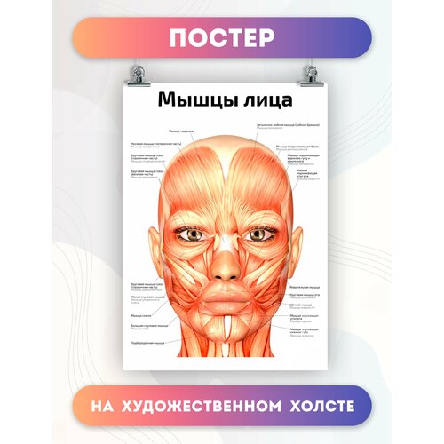 Постер на холсте анатомия мышц лица биология 30х40 см