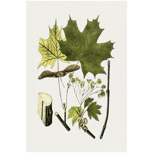 Постер / Плакат / Картина Листья - Норвежские кленовые листья 50х70 см в подарочном тубусе