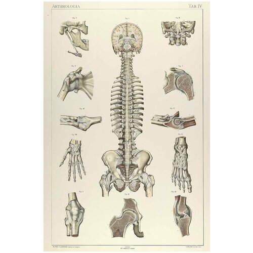 Постер / Плакат / Картина Анатомия - Строение костей человека 40х50 см в раме