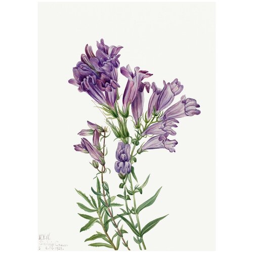 Постер / Плакат / Картина Дикие цветы - Фиолетовый Пенстемон 40х50 см в раме