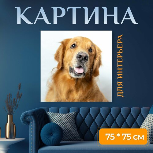 Картина на холсте "Золотистый ретривер, собака, животное" на подрамнике 75х75 см. для интерьера