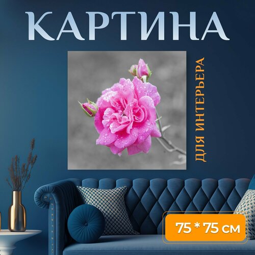 Картина на холсте "Розовый, цветок, цветы" на подрамнике 75х75 см. для интерьера