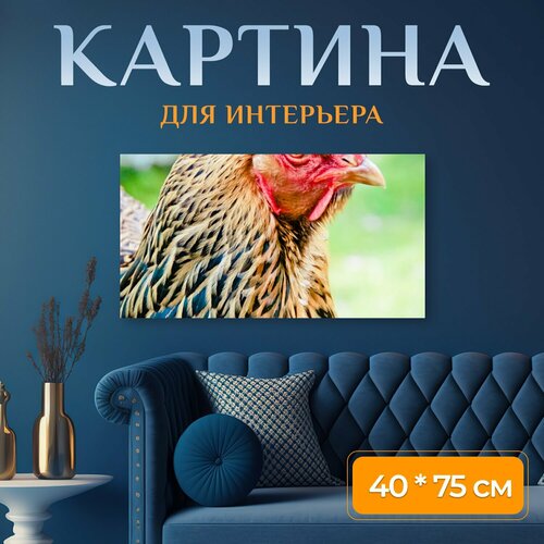Картина на холсте "Домашняя курица, курица, голова" на подрамнике 75х40 см. для интерьера
