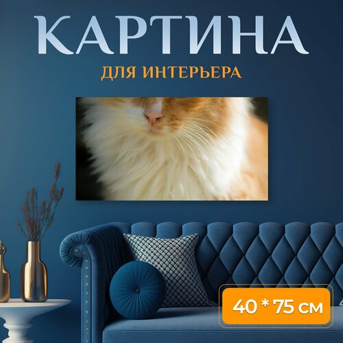 Картина на холсте "Кот, домашнее, кошачий" на подрамнике 75х40 см. для интерьера