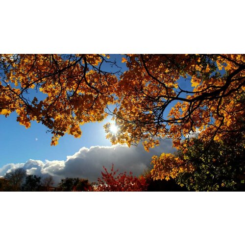 Картина на холсте 60x110 LinxOne "Небо ветки листья" интерьерная для дома / на стену / на кухню / с подрамником