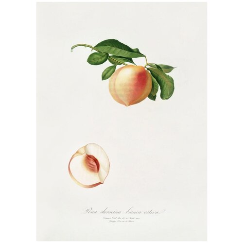 Постер / Плакат / Картина Фрукты - Плод сочного персика на ветке 40х50 см в раме