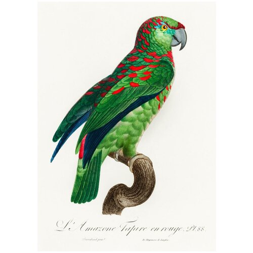 Постер / Плакат / Картина Амазонка с бирюзовыми крыльями 60х90 см в раме