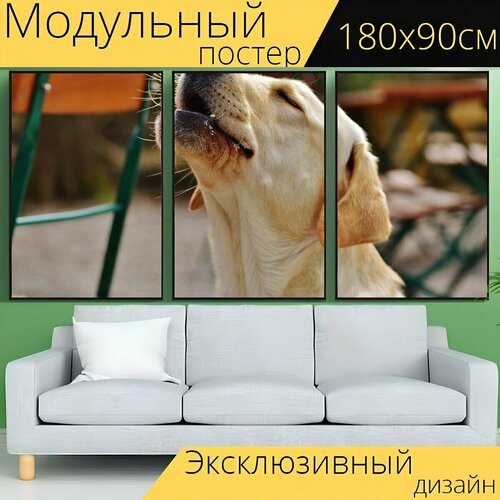 Модульный постер "Лабрадор, собака, милый" 180 x 90 см. для интерьера