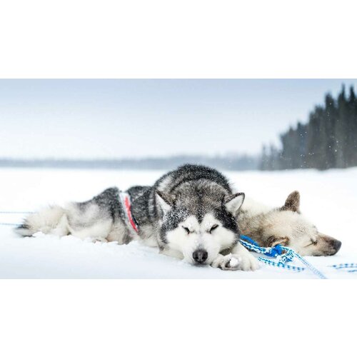 Картина на холсте 60x110 LinxOne "Собаки отдых сон природа Хаски" интерьерная для дома / на стену / на кухню / с подрамником