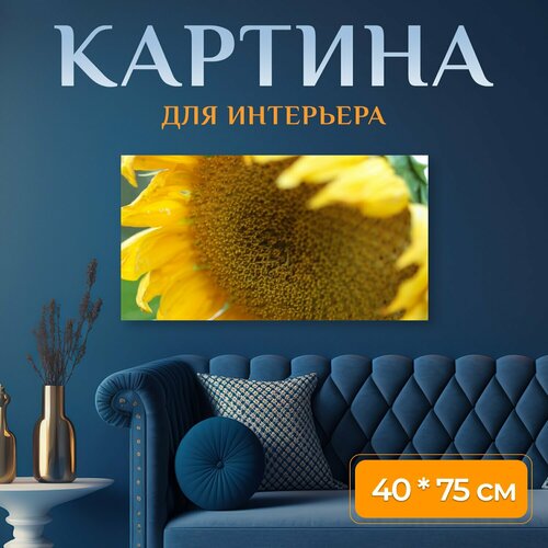 Картина на холсте "Подсолнечник, цветок, жёлтый" на подрамнике 75х40 см. для интерьера