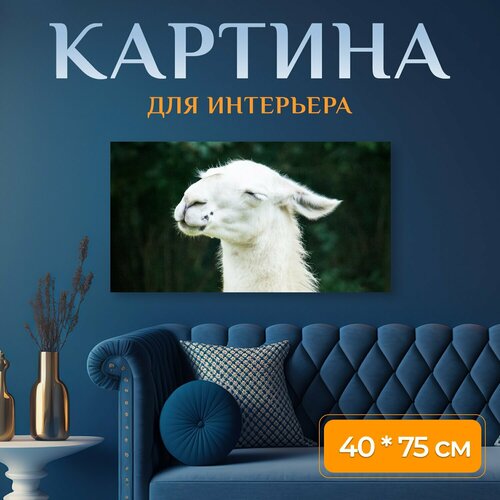 Картина на холсте "Лама, животное, белый" на подрамнике 75х40 см. для интерьера