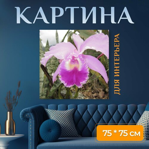 Картина на холсте "Орхидея, цветок, справочная информация" на подрамнике 75х75 см. для интерьера