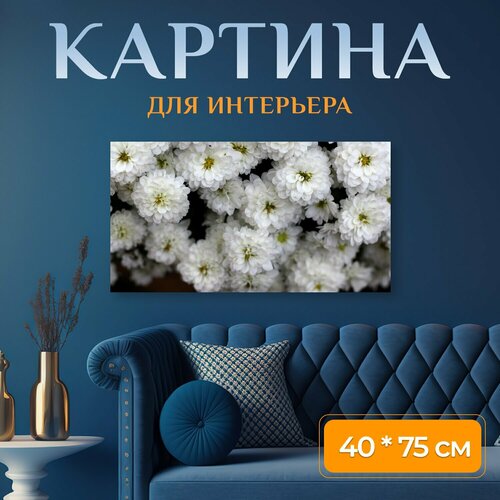 Картина на холсте "Хризантема, белые цветки, природа" на подрамнике 75х40 см. для интерьера