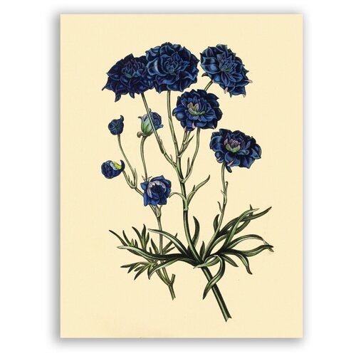 Гравюра Постер на бумаге / Delphinium Sinense Flore-Pleno