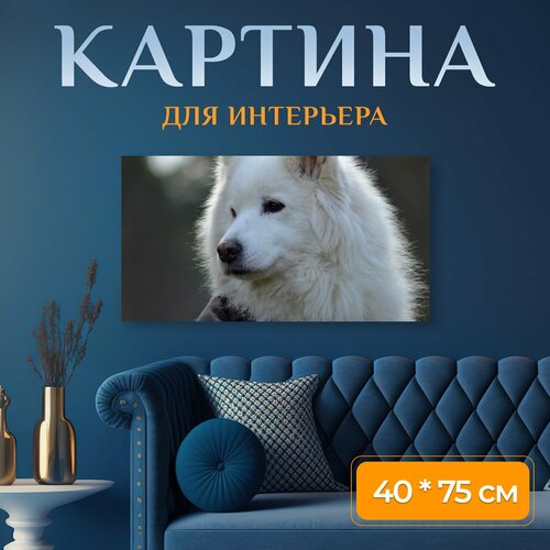 Картина на холсте "Самоедская, тала, собака" на подрамнике 75х40 см. для интерьера