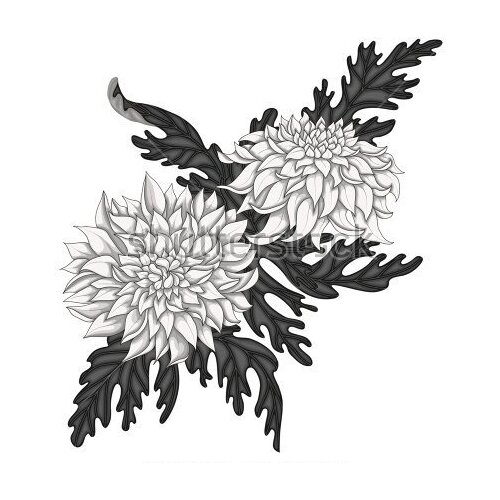 Постер на холсте Чёрно-белая иллюстрация цветов хризантемы с резными листьями на белом фоне 30см. x 30см.