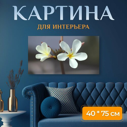 Картина на холсте "Плюмерия, цветы, пара" на подрамнике 75х40 см. для интерьера