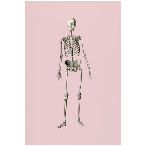 Постер / Плакат / Картина Скелет человека 50х70 см в раме