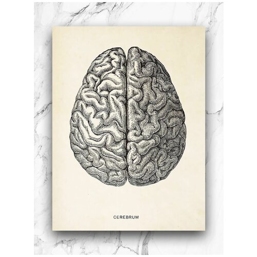 Картины для интерьера на холсте 60х80 см/ Головной Мозг / Анатомия