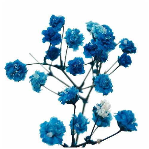Стабилизированные цветы Гипсофилы (синие)