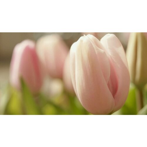 Картина на холсте 60x110 LinxOne "Цветы Тюльпаны Нежность" интерьерная для дома / на стену / на кухню / с подрамником