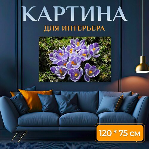 Картина на холсте "Цветок, крокусы, весна" на подрамнике 120х75 см. для интерьера