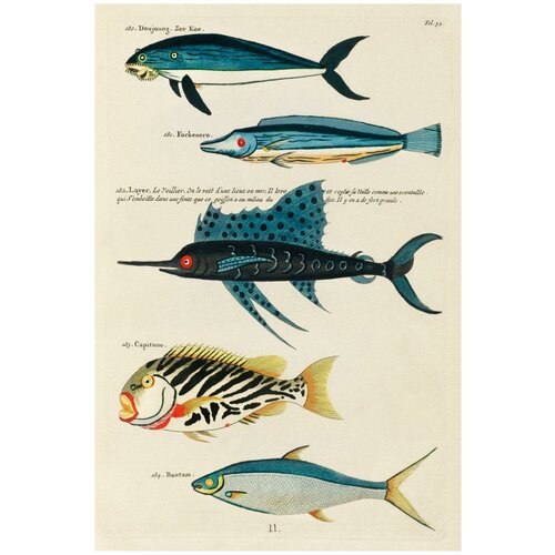 Постер / Плакат / Картина Рыбы - Разновидность морских хищников 50х70 см в подарочном тубусе