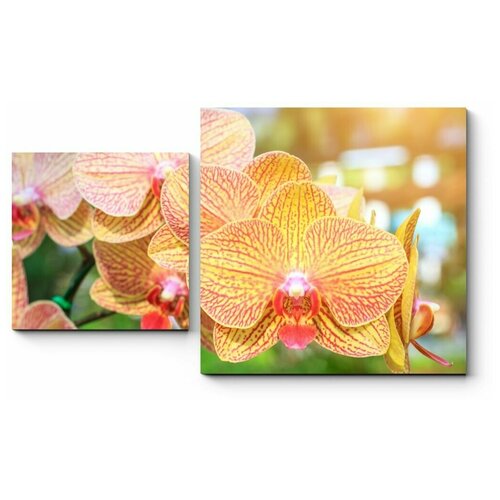 Модульная картина Тайская орхидея 90x54