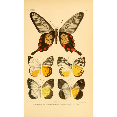 Бабочки постер 20 на 30 см, шнур-подвес в подарок