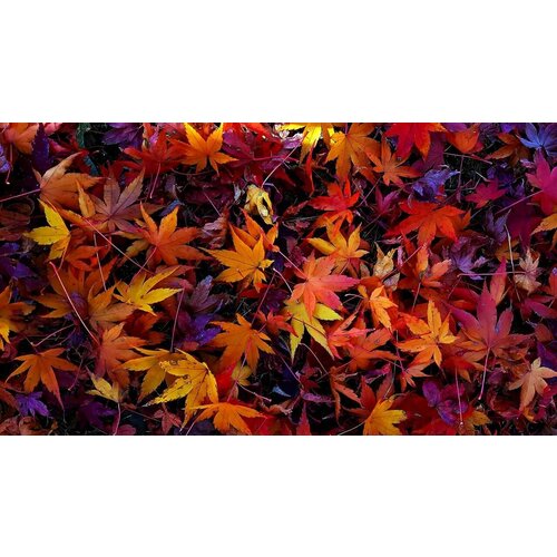 Картина на холсте 60x110 Альянс Лес "Листва Текстура Осень Клён" на подрамнике / интерьер/ декор