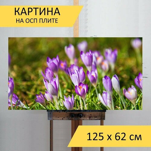 Картина на ОСП 125х62 см. "Крокус, фиолетовый, природа" горизонтальная, для интерьера, с креплениями