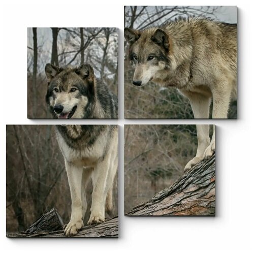 Модульная картина Волки в осеннем лесу 90x90