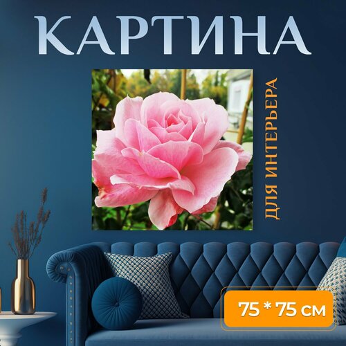 Картина на холсте "Цветок, роза, розовый цветок" на подрамнике 75х75 см. для интерьера